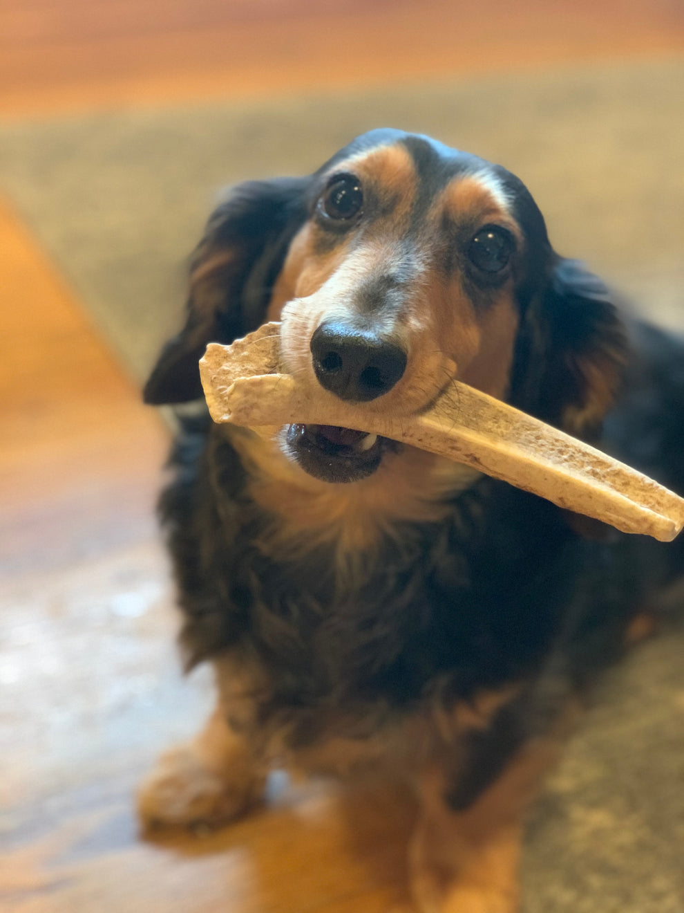 Medium Antler Dog Chew Assortment – Perfect Pet Chews